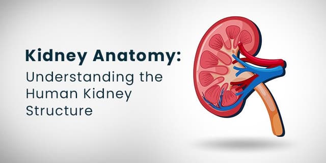Understanding the Human Kidney Structure