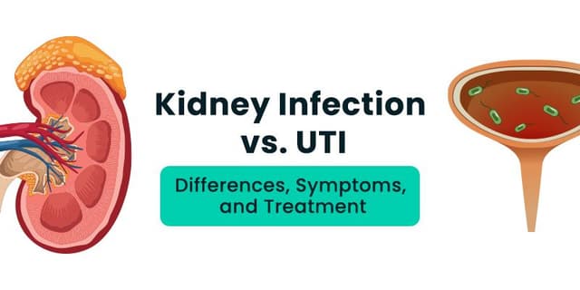 Kidney Infection vs. UTI: Differences, Symptoms, and Treatment