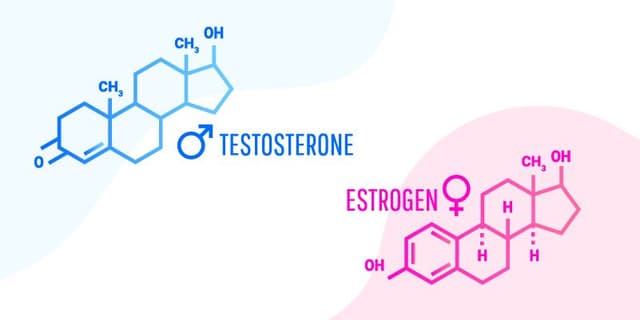 What Are Sex Hormones? Why Are They Named So? State Their Function