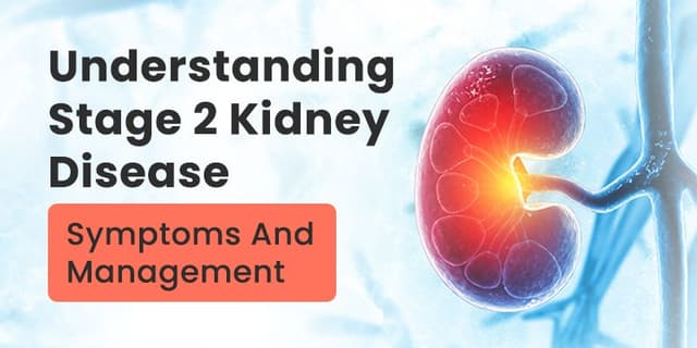 Understanding Stage 2 Kidney Disease: Symptoms and Management